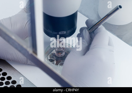 Laboratory fertilization in IVF microscope Stock Photo - Alamy
