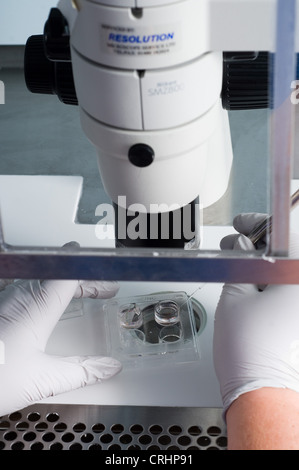 Laboratory fertilization in IVF microscope Stock Photo - Alamy