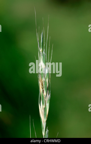 In the wild, a couch grass (Elymus repens) cereal plant grows in the ...