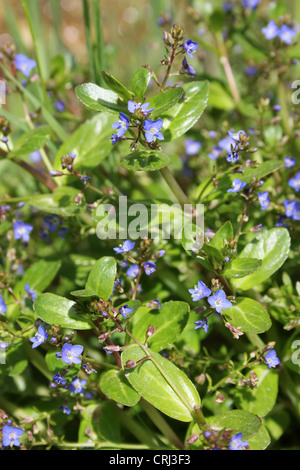 Brooklime (Veronica beccabunga). Blue flower of plant in the family ...