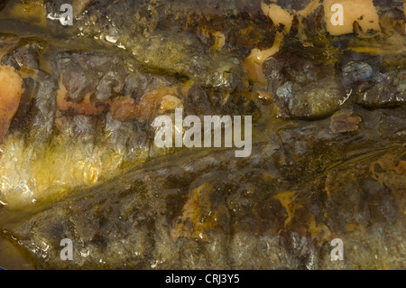 Extreme close up of fish scales Stock Photo - Alamy