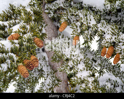 Snow covered Hemlock tree branches, Asheville, North Carolina, USA ...
