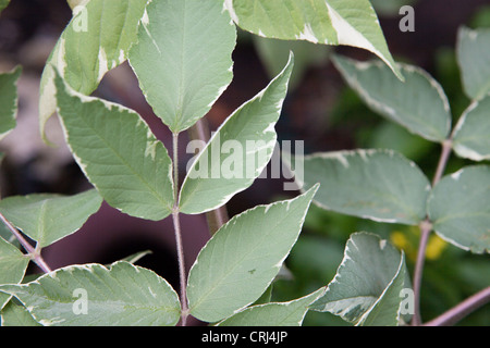 Aralia spinosa variegata - Close up leaf detail Stock Photo - Alamy