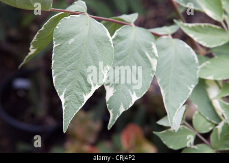 Aralia spinosa variegata - Close up leaf detail Stock Photo - Alamy