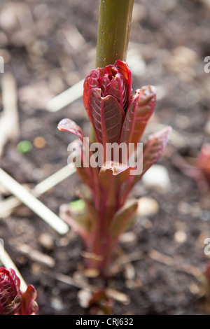 Closeup of Indian poke plants growing against a tree in a quiet ...