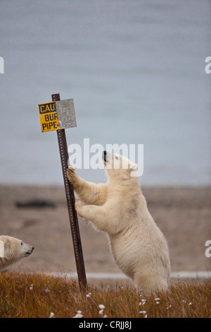 Polar bear (Ursus maritimus) leans on rock beside water with cub ...