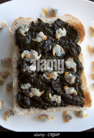 Welsh Breakfast of Laver Bread on Toast with Cockles Stock Photo - Alamy