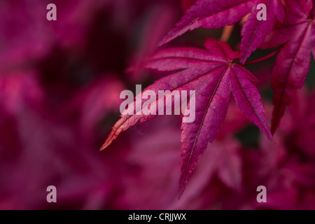 Red acer palmatum Shin Deshojo Japanese Maple tree at Exbury gardens in ...