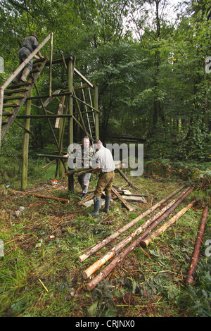 constructing a raised hide - building the substructure, Germany Stock ...
