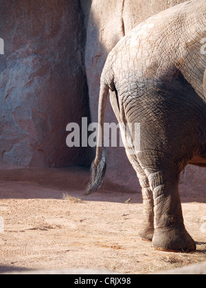 View of the back end of an elephant Stock Photo - Alamy