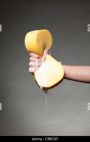 A studio shot of a soapy sponge being squeezed on a blue background ...