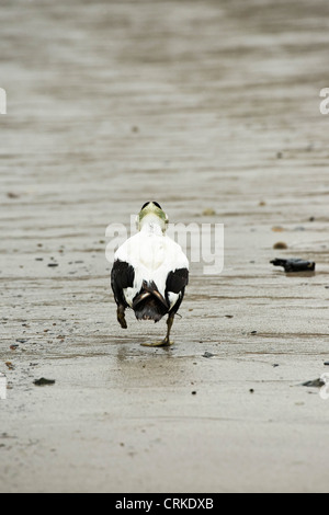 Ducks walking away Stock Photo - Alamy
