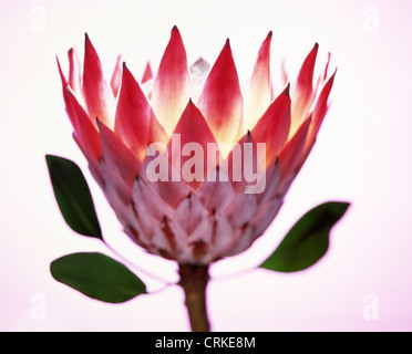 A single Protea flower cut-out Stock Photo - Alamy