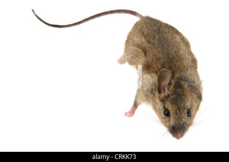 HOUSE MOUSE (MUS MUSCULUS) / STUDIO Stock Photo - Alamy