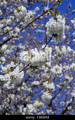 Close up of Prunus Shirotae a white flowering cherry tree blossoming in ...