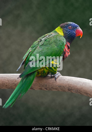 Green-naped rainbow lorikeet (Trichoglossus haematodus) in flight ...