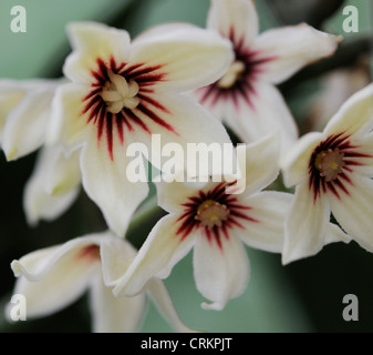 Kola tree flowers (Cola acuminata Stock Photo - Alamy