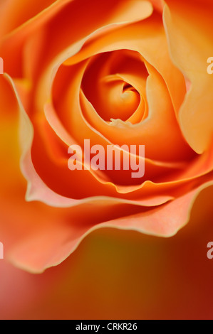 Summertime bright orange rose flower in full bloom growing in the sunny ...