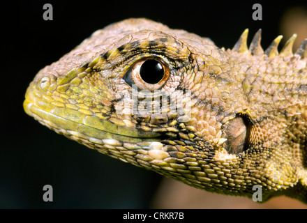 Olive Tree Runner (Plica umbra) on a branch in the rainforest, Pastaza ...