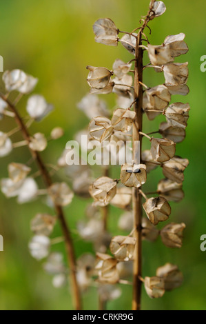 Vertical macro of green grape hyacinth seed capsules forming on a stem ...