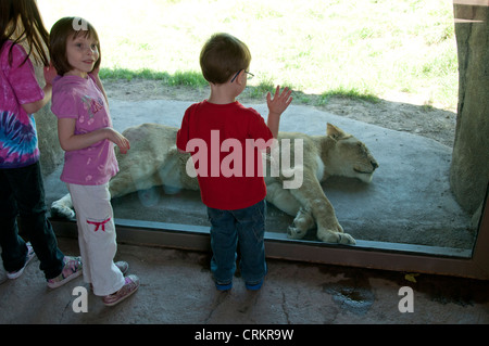 African lion exhibit Stock Photo - Alamy