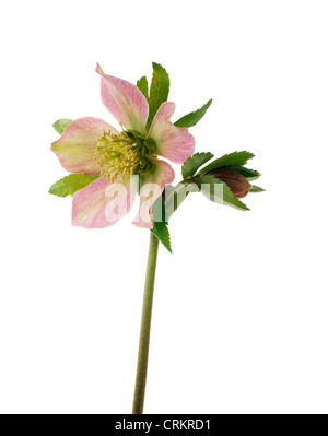 Pastel pink hellebore flower, side view, isolated against white Stock ...
