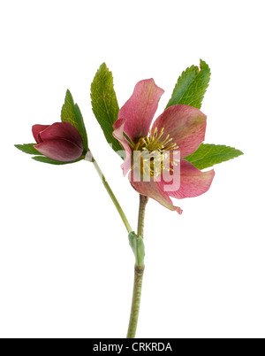 Pastel pink hellebore flower, side view, isolated against white Stock ...