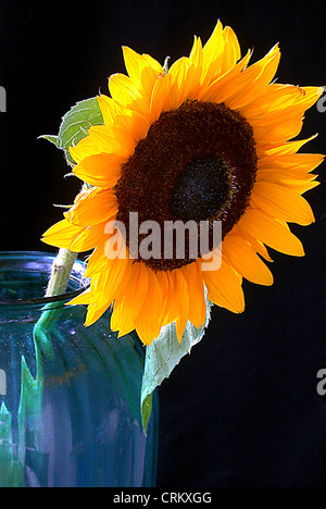 Beautiful sunflowers in color vases, isolated on white Stock Photo - Alamy