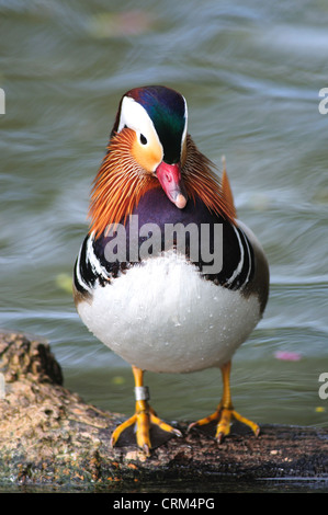 Mandarin drake. Slimbridge, Gloucestershire, UK March 2011 Stock Photo ...