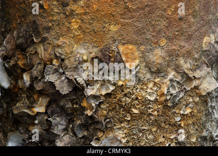 Barnacle adhesion on steel poles with rust Stock Photo - Alamy