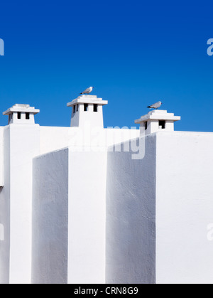 Seagull in the beach of Formentera in Spain Stock Photo - Alamy