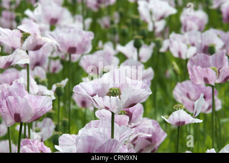 Poppies for medicinal purposes Stock Photo - Alamy