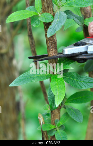 pruning buddleia with secateurs Stock Photo - Alamy