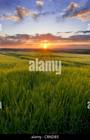 Petham, Kent, GB, United Kingdom, England, N 51 13' 30'', N 1 1' 37 ...