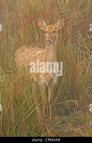 Swamp Deer (Rucervus duvaucelii duvaucelii) soft-ground form, immature ...