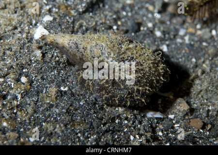 Algae Octopus (Abdopus aculeatus) adult, camouflaged on reef, Lembeh ...