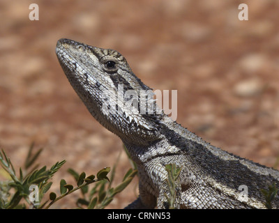 Dwarf Bearded Dragon (Pogona minor) basking in the red sands of the ...