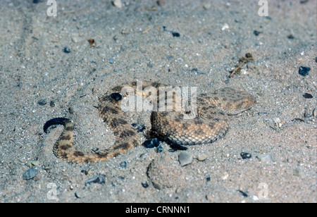 Sahara sand viper / Cerastes vipera Stock Photo - Alamy