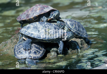 Red eared turtle {Pseudemys scripta elegans} at waters edge, Moralet ...