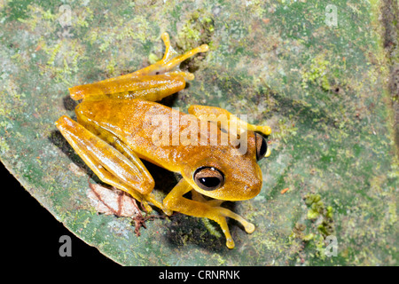 Tree frog (Hypsiboas fasciatus). This nocturnal frog is found in ...