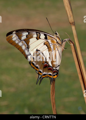 Tailed Emperor (Polyura pyrrhus) adult, resting on flowerhead, Western ...