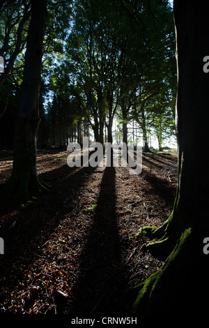 Long shadows cast from trees in Florida swamp Stock Photo - Alamy