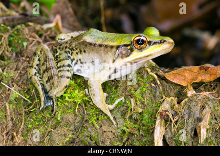 Neotropical green frog (Lithobates palmipes) in the Ecuadorian Amazon ...