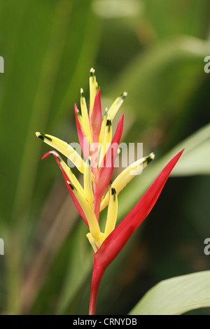 Strelitzia reginae (bird of paradise), India, Asia Stock Photo - Alamy