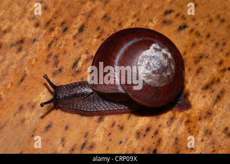 Forest Snail (Monachoides incarnatus Stock Photo - Alamy