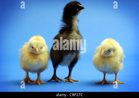 Two yellow chicks and one black chick stand side by side Stock Photo ...