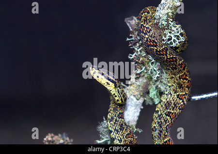 PIT VIPER. Protobothrops jerdonii xanthomelas, Venomous, Female Stock ...