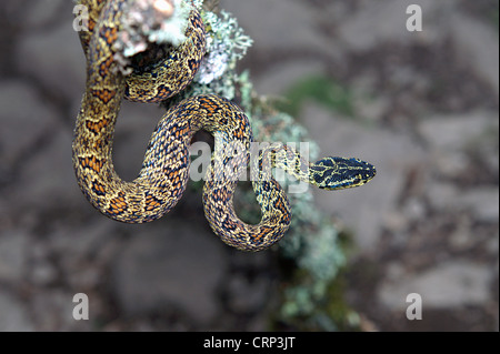 PIT VIPER. Protobothrops jerdonii xanthomelas, Venomous, Female Stock ...