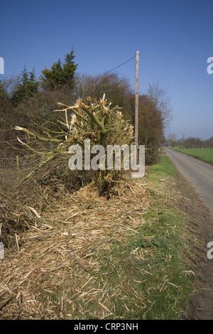 A very badly flailed hedge has done a lot of damage to this important ...