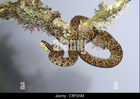 PIT VIPER. Protobothrops jerdonii xanthomelas, Venomous, Female Stock ...